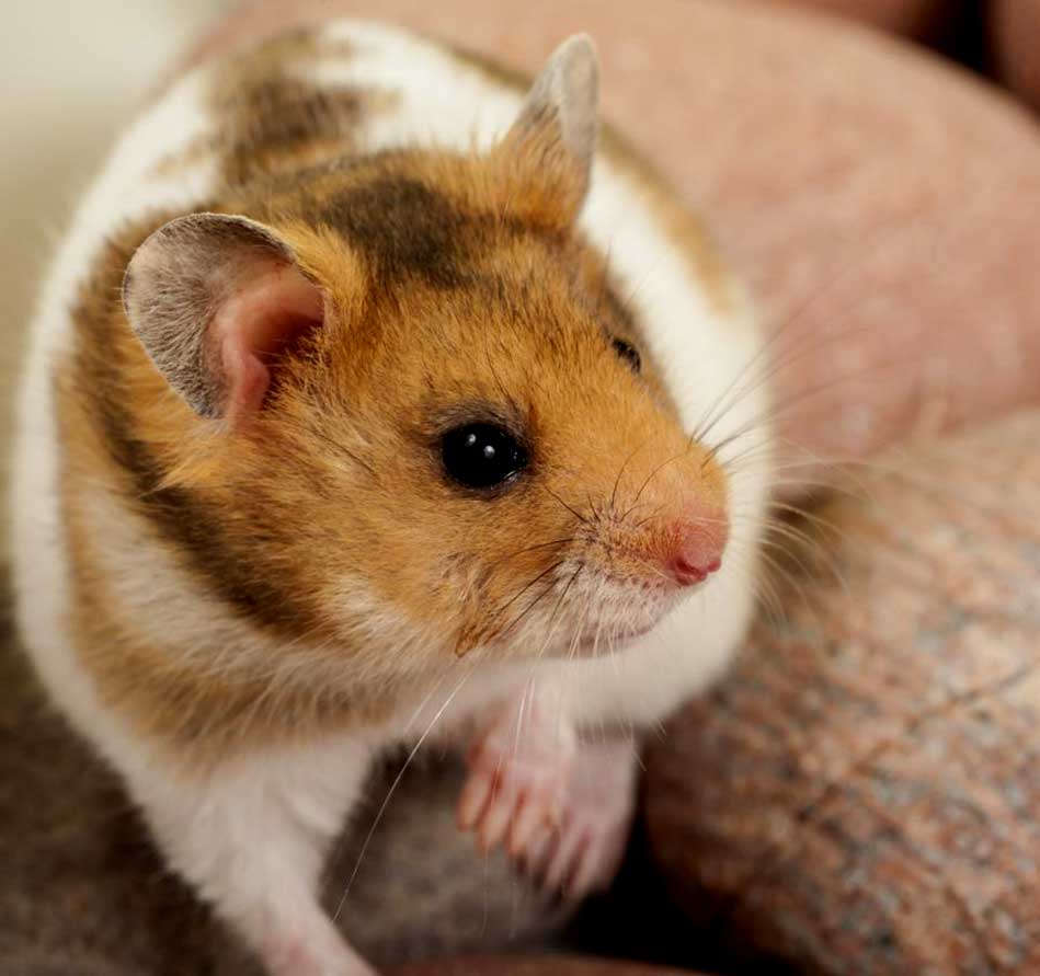 Providing Medical and Surgical Care to Hamsters in the Saanich area.